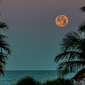 Susan Molnar - Official Website